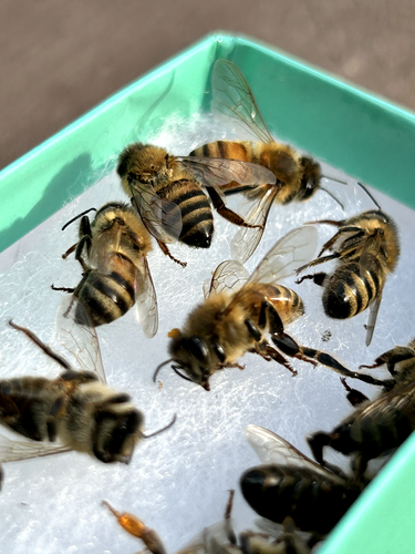 Bees Freshly Dead 30 REAL Honeybees DRIED SPECIMEN INSECT TAXIDERMY USA ...