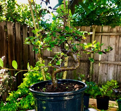 Chinese elm Bonsai S Shape Tree 6 years Wonderful trunk | eBay