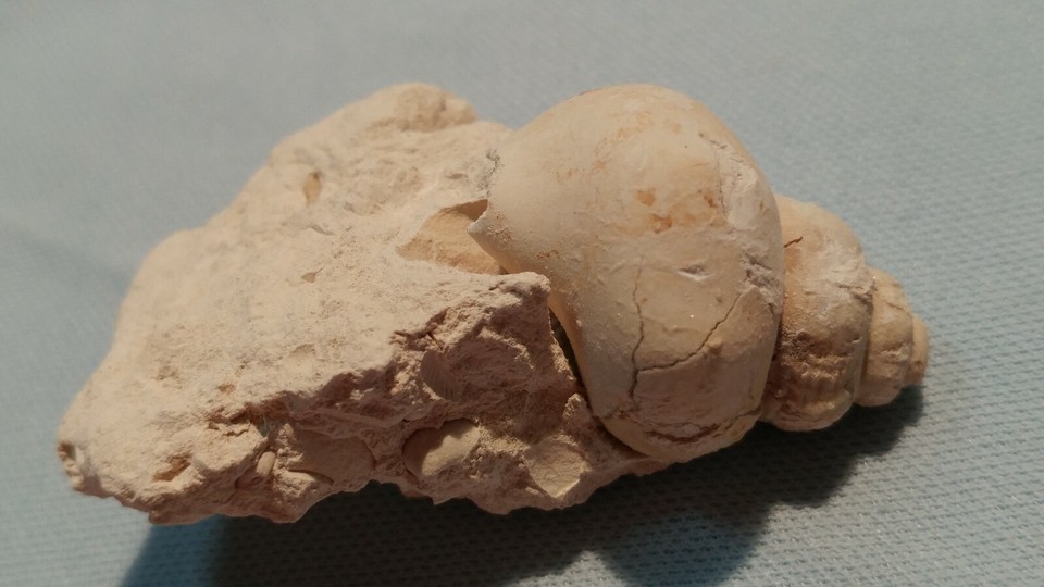 Rare FOSSIL Extinct SHELL from FLORIDA - Vasum subcapitellum | eBay