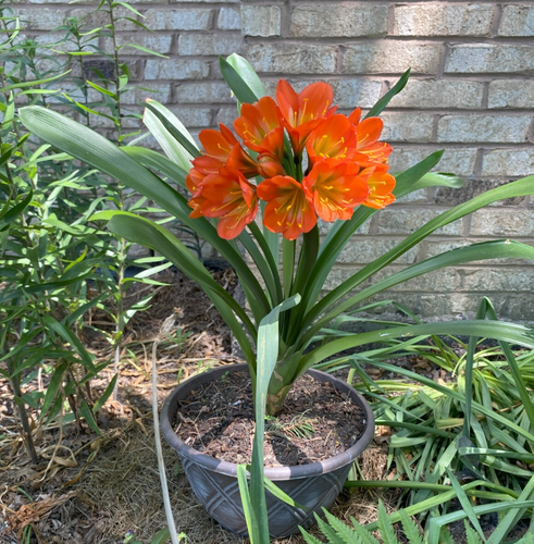 Clivia tropical 21 inch shade plant w/ tiny offset pup ~ flower buds in ...
