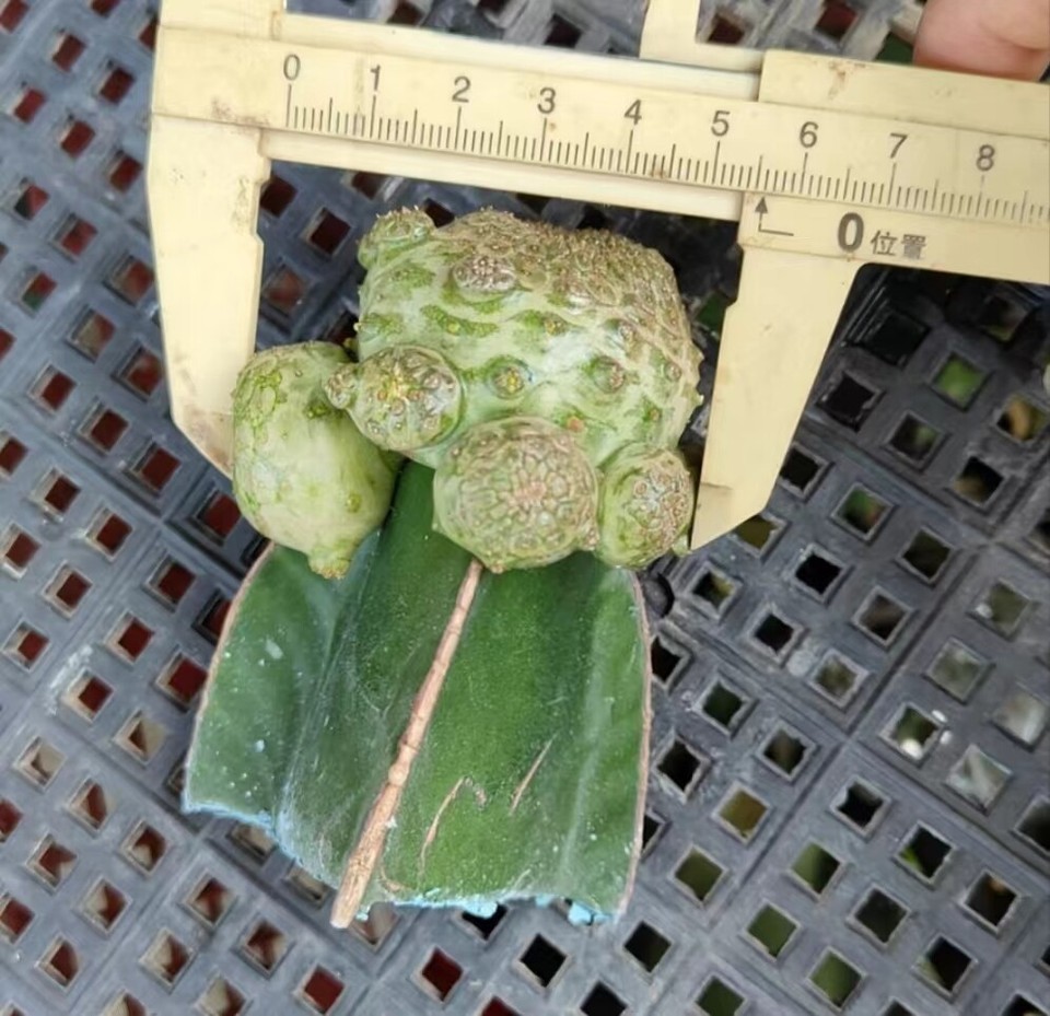 Grafted Multi Heads Succulent Living Plant Euphorbia turbiniformis ...