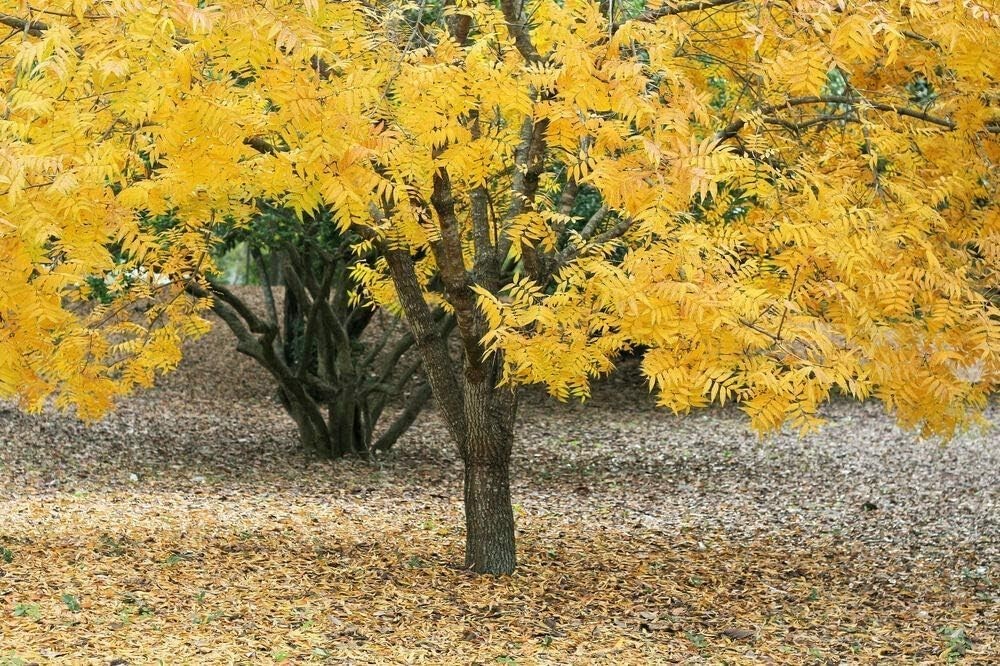 Honey Locust Tree Seedling (Gleditsia triacanthos) | eBay