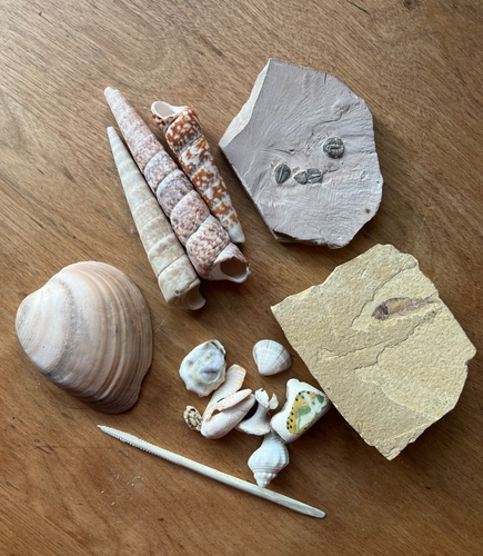 FOSSIL Fish Trilobites weathered Seashells STING RAY Barb NATURE'S Art ...