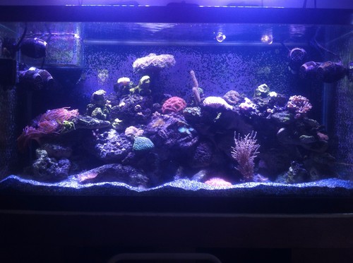 ESV Bionic 2 Part Calcium Buffer Two 1 Gallon Jugs for sale online | eBay