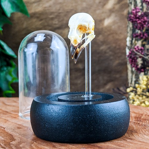 Passer Montanus Tree Sparrow skull oddities Glass Dome display bird ...