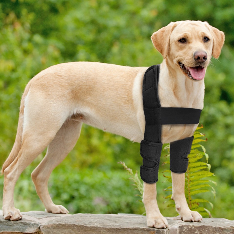 Dog Front Legs Brace Hock Wraps Bandage Help Wounds Compression Joint ...