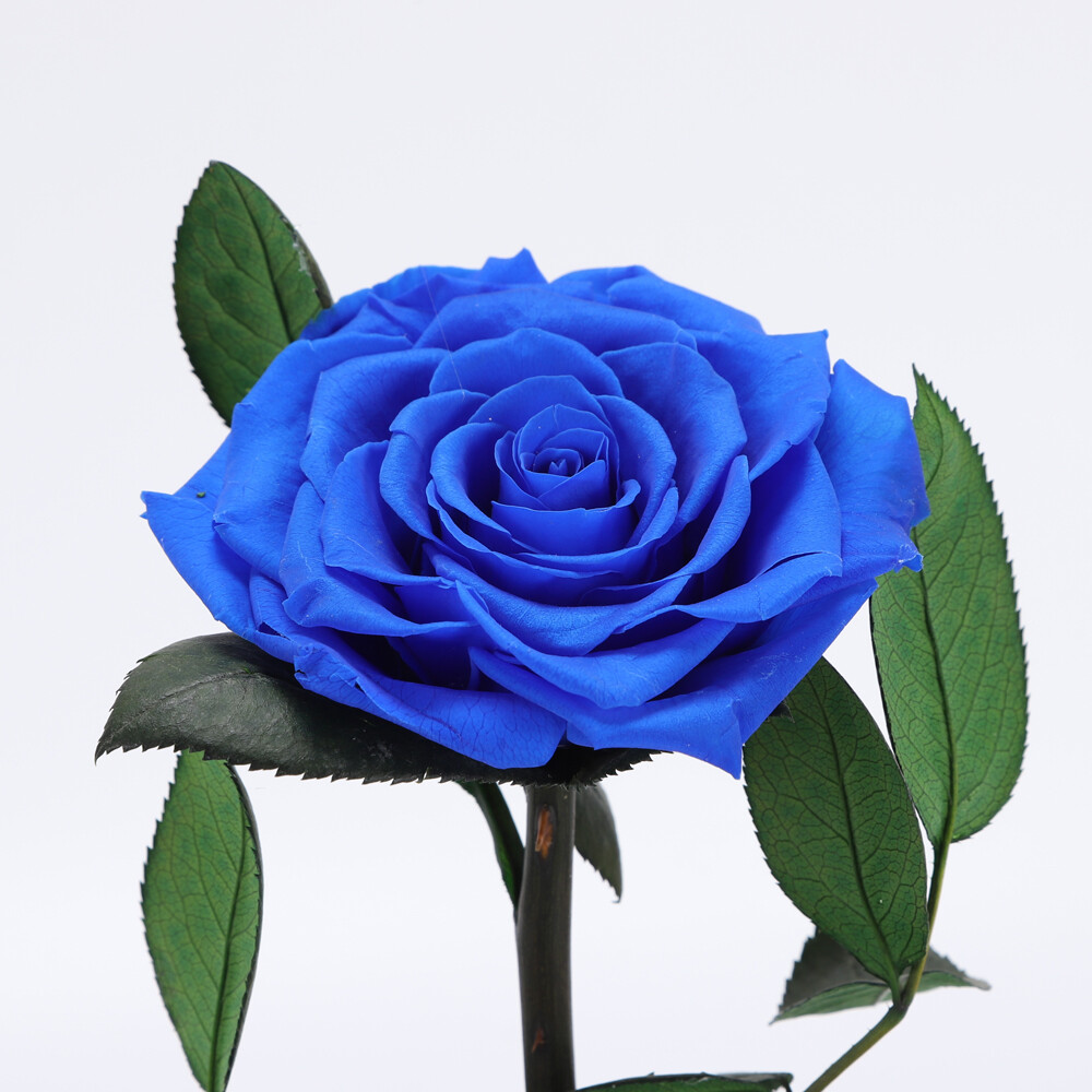 Single Blue Rose Flower