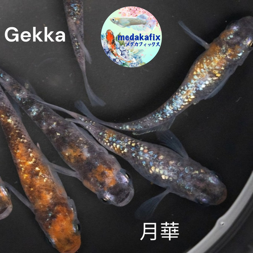 月華 Gekka (Short Body) Medaka Rice Fish Eggs 10 fertilized eggs + α US ...