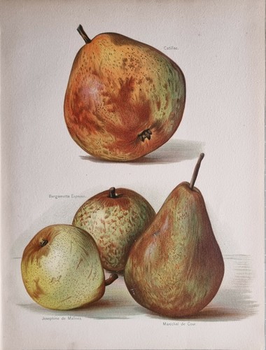 1891 ANTIQUE BOTANICAL FRUIT PRINT PEAR CATILLAC ~ BERGAMOTTE ESPEREN ...