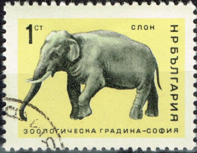 Bulgaria Fauna Wild Animals Elephant stamp 1960 B-6 | eBay