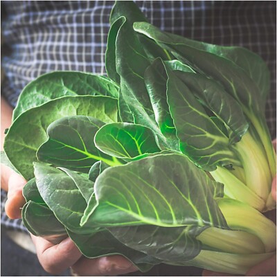 SILVERBEET Barese 50 Seeds ALL SEASON HEIRLOOM vegetable garden SWISS ...