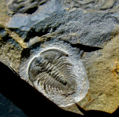 Specialist Collector Elliptocephala c.f. praenuntius Trilobite Rarity ...