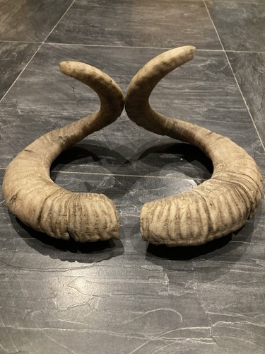 Rams Horns | eBay
