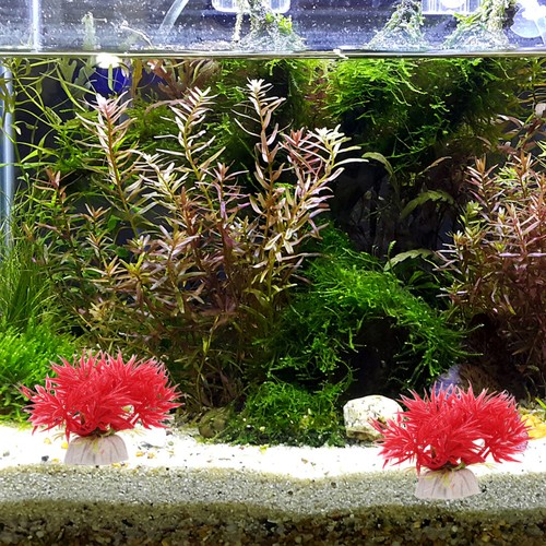 10 Pcs Aquarium Decoration Fish Tank Props Decorative Aquatic Plants ...