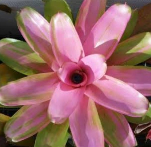 BROMELIAD - NEOREGELIA- Pink fairy floss for filtered morning sun ...