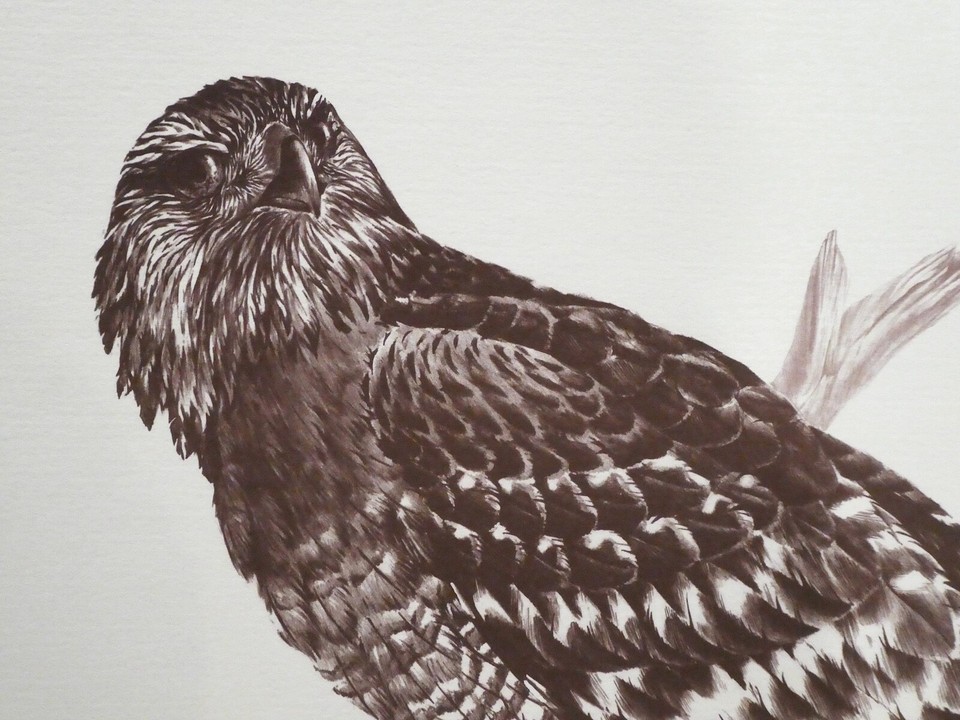 Charles Rowe Lithograph “Falcon” Bird Brown Pencil Signed and Numbered ...