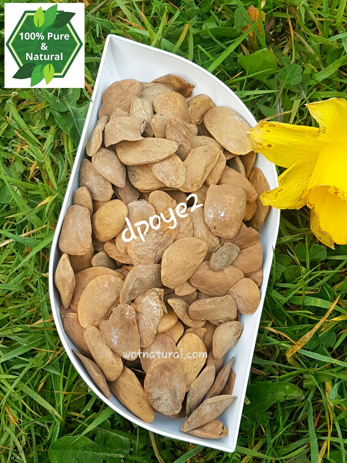 Dry Hunteria Umbellata ABERE SEEDS (Abeere Akuamma) OSU FRUIT NKOPOKIRI ...