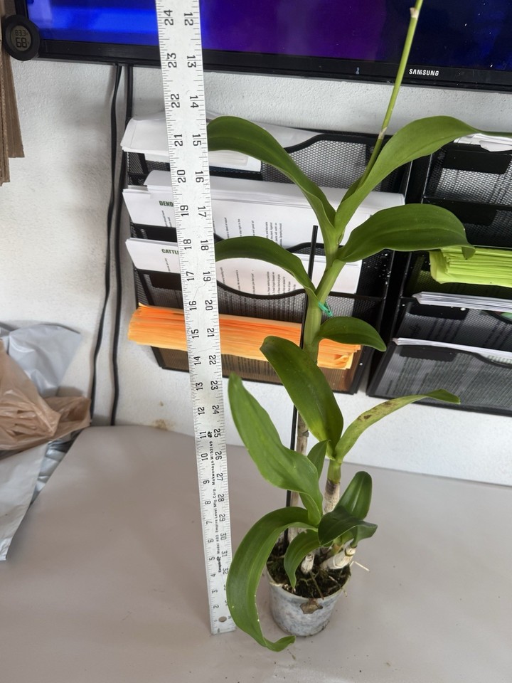 Dendrobium Airy Fancy Orchid Plant 0930 Bare Root | eBay