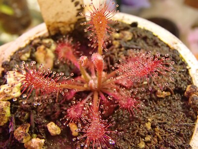Drosera oblanceolata "Sunset Peak" Seeds, Tropical Rare Carnivorous ...