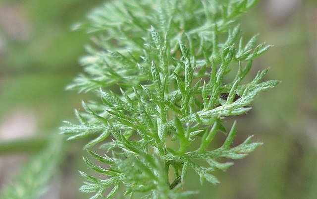 COLORADO YARROW Seeds *FREE Shipping!* Achillea Millefolium Pink Yarrow ...