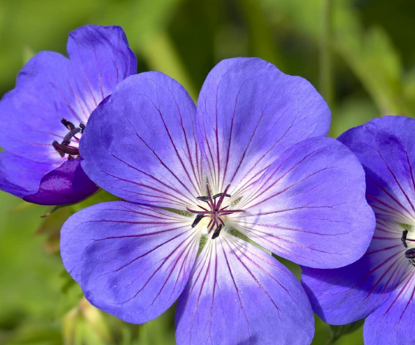 Geranium 'Rozanne' perennial plant. 1 x 13cm pot | eBay
