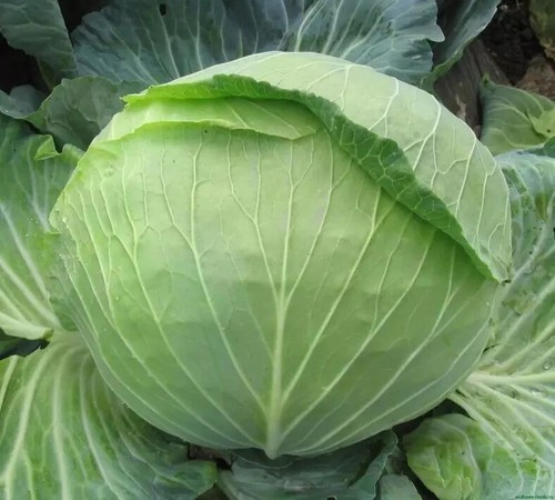 Cabbage seёds, 800 White cabbage Stone Head seёds,Ukrainian organic ...