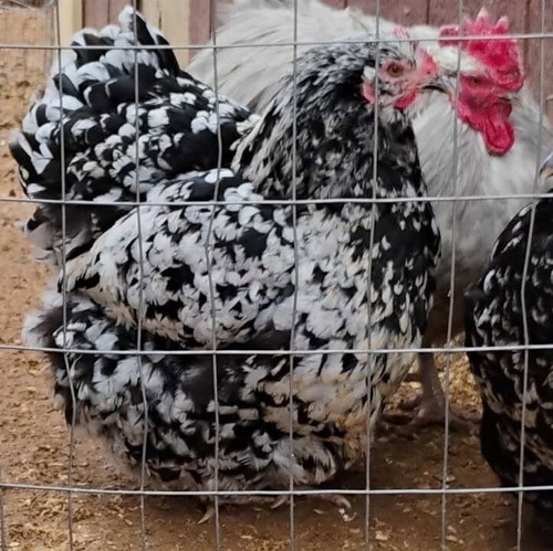 12+ Mottled English Orpington Hatching Chicken Eggs *NPIP/AI Clean* | eBay