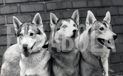 Photo de presse vintage Animaux, Husky En Échantillons, Années Madonna ...