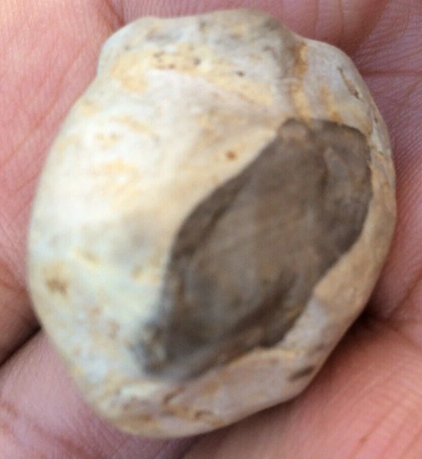 White Lunar Meteorites