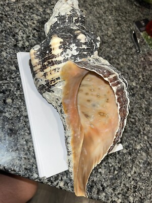 RARE* Male Conch Shell Found In Treasure Island Florida. Length: 14” | eBay