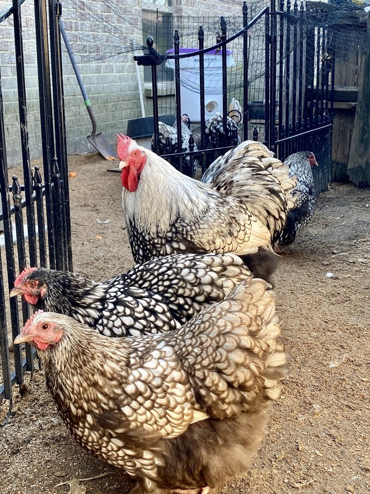 6+ ENGLISH ORPINGTON Variety HATCHING Eggs Mottled, Laced, Penciled ...