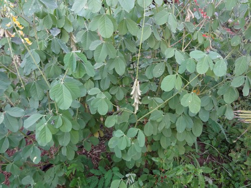 CHIPILIN, Guatemalan Giant, Chepil, C. longirostrata, 30 SEEDS, RARE ...