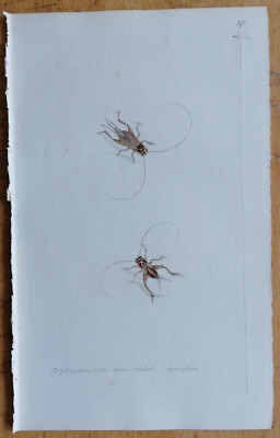 Gryllus domesticus Grasshopper - Donovan Insects Rare Colored Print ...