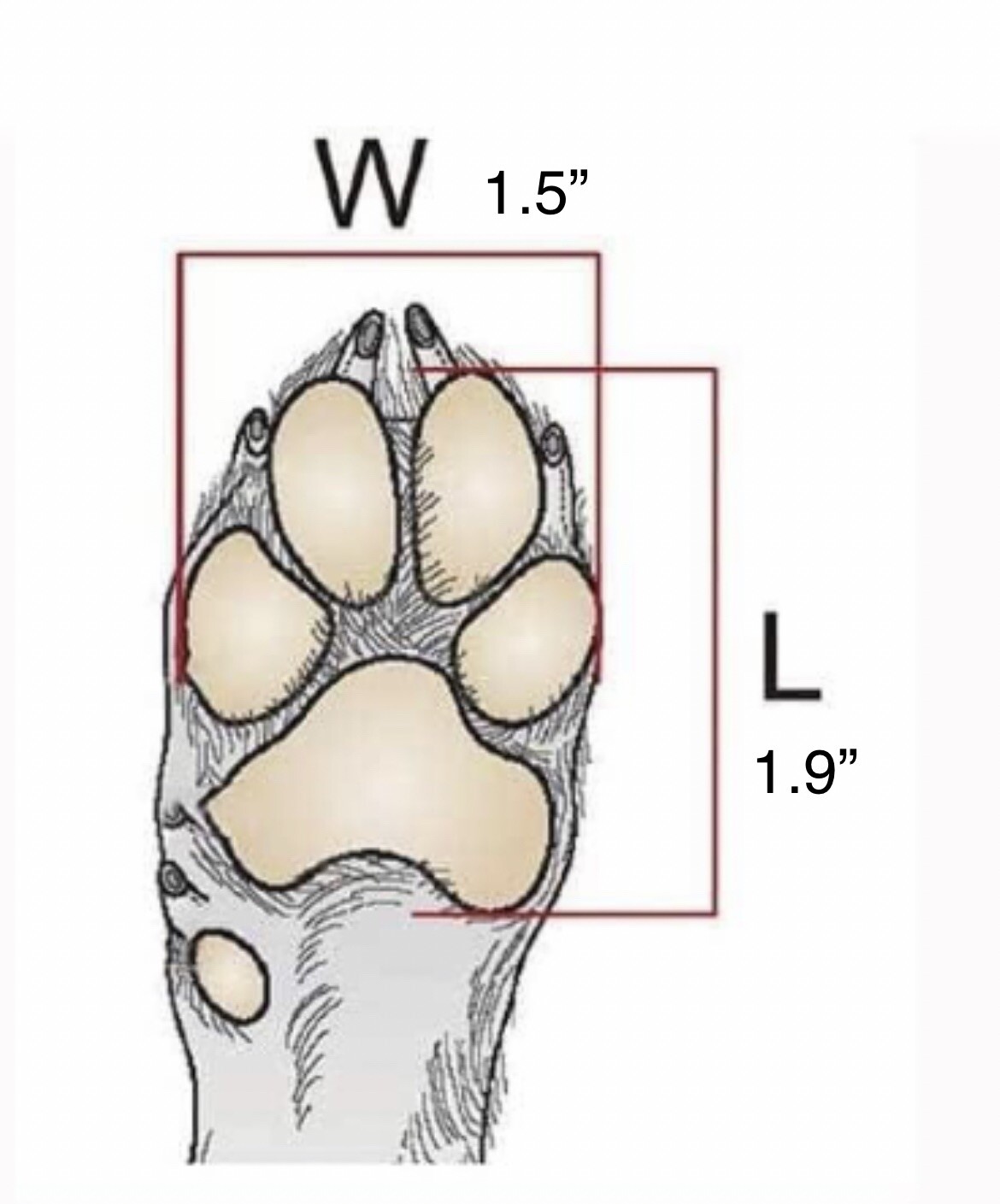 24x Dog Anti Slip Paw Grips Traction Pads Paw Protection Self Adhesive ...