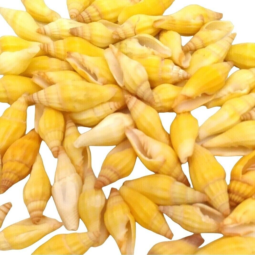 Rare Vintage Miter Snail Specimen Shells MITRA VEXILLUM COCCINEUM ...