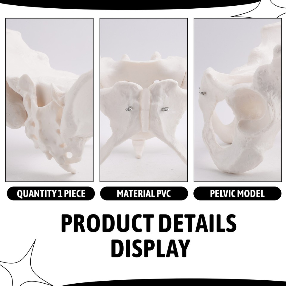 Size Female Pelvis Model, Hip Model - Female Anatomy Model, Hip Bone4627 | eBay