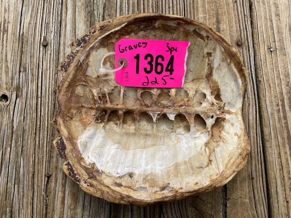 ONE {1} Awesome Taxidermy Common Snapping Turtle Shell log Cabin ...