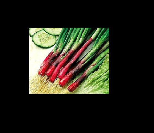 Red Beard Japanese Bunching Onion seeds Rare Delicious violet stalk ...
