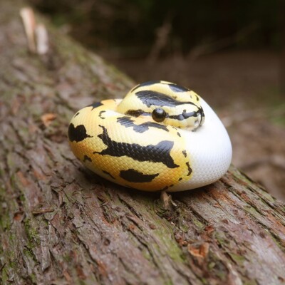 Animal Heavenly Body Pastel Pied Ball Python regius Snake Statue | eBay
