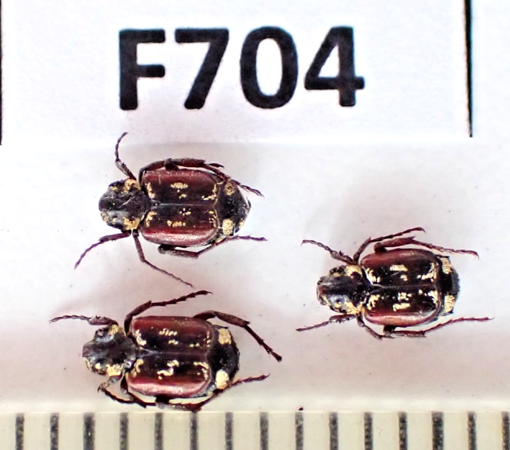 F704. Insects, Cetoniidae sp. Vietnam North. 1900m!!!! Nice!!!!! | eBay UK