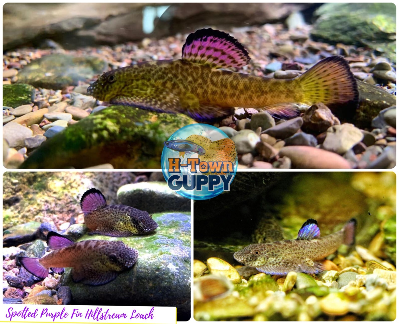 Rare Limited - Pack of 1 - Spotted Purple Fin Hillstream Loach Algae ...