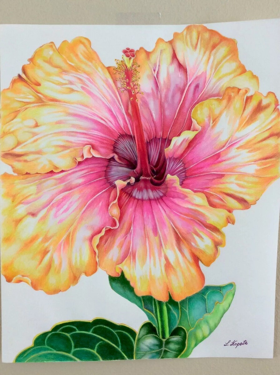 Hibiscus Flower Drawing