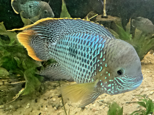 Green Terror Cichlid 3-4” Large Tropical Fish Electric Blue Freshwater ...