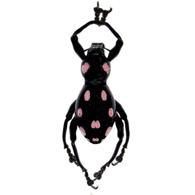 Pachyrrhynchus venustus pink black weevil beetle Philippines packaged ...