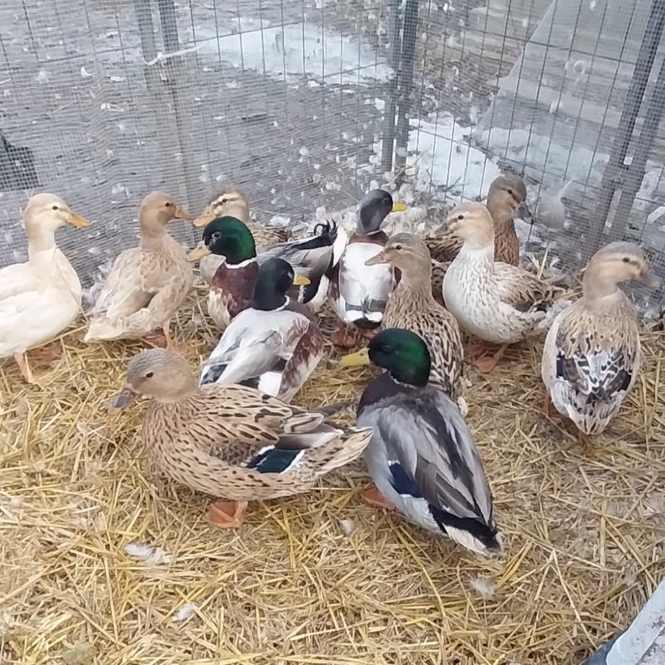 6+ Australian Spotted Duck Hatching Eggs Pre-Sale Ships March - April ...