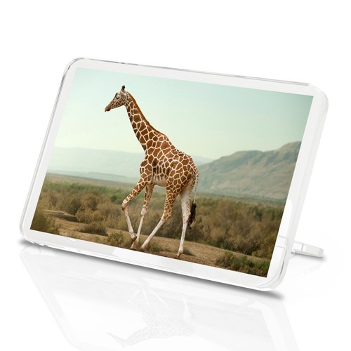 Awesome Walking Giraffe Classic Fridge Magnet - Wild Animals Jungle ...