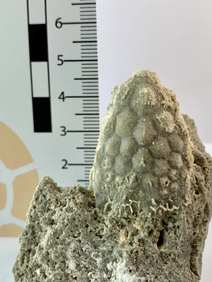 RARE Fossil Periechocrinus tennesseensis Crinoid Calyx/Theca – Silurian ...
