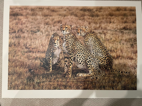 Simon Combes "Study in Concentration" Print -Signed and Numbered 232/ ...