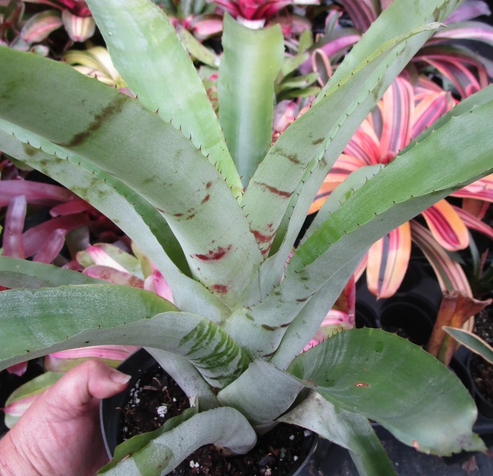BUY ANY 3 SAVE 15% BROMELIAD Aechmea MACULATA Fast Growing Specie! | eBay