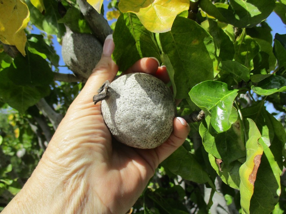 GARDENIA THUNBERGIA - rare South Africa flowering fragrant Fresh 3 seed ...
